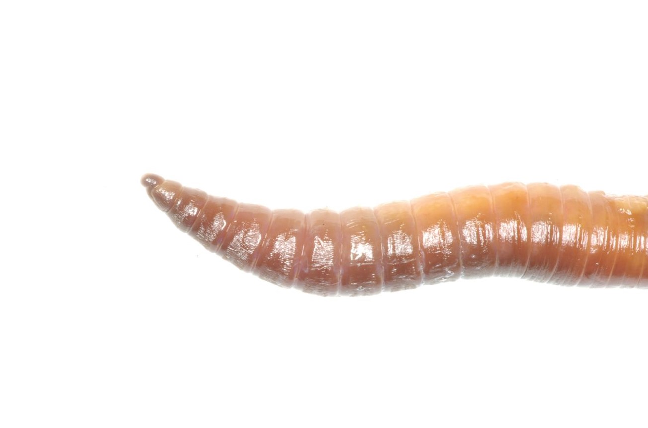 Deadline for Earthworm Importers Extended: Act Now for Permit ...